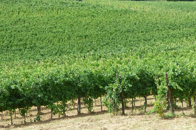 Gourmet Wine Tour San Gimignano Wine Tasting - San Quirico Winery - Vinsanto and Olive Oil Production
