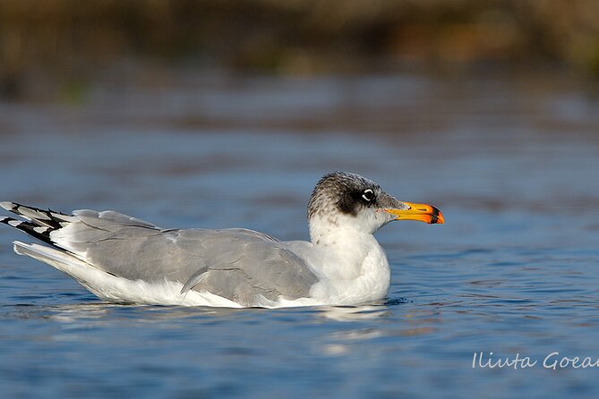 Guided Birdwatching Day Trip to the Danube Delta - Private Program - Practical Details: Pricing, Inclusions, and Exclusions