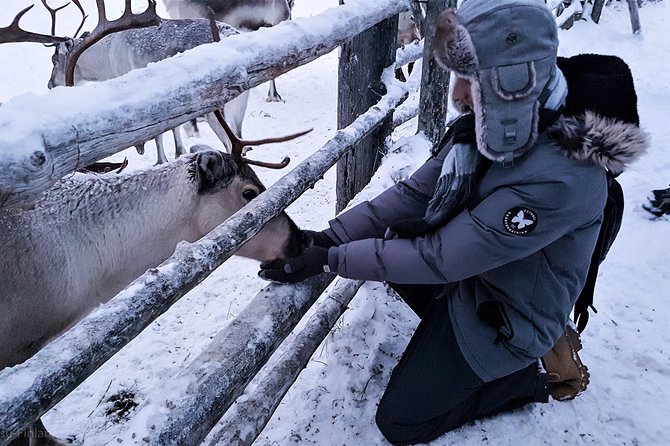 Guided Reindeer Farm Visit and One Hour Sledge Safari - Pricing Details and Cancellation Policy