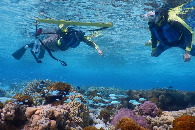 Half-Day Kayak Tour on the Kerama Islands and Zamami Island - Health and Safety Requirements