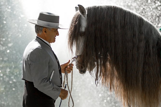 Horse and Flamenco Show in Malaga - Audience Feedback and Ratings
