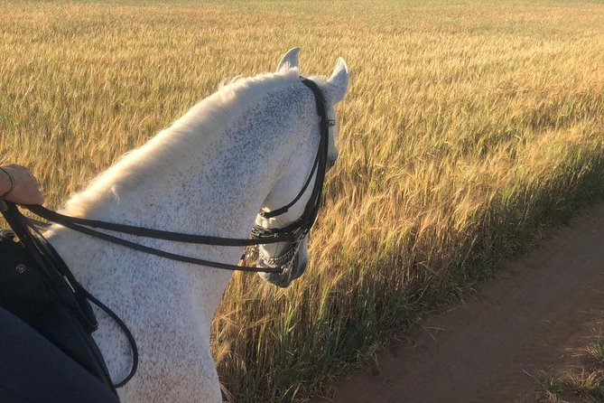 Horseback Riding Around Doñana - Safety and Accessibility
