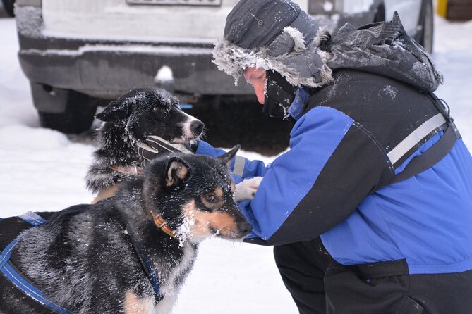 Husky Tour Sit and Drive Combo Tour From Kiruna - Tips for an Enjoyable Experience
