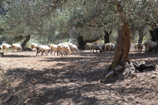 Jeep Safari 4x4 Crete Real off Road Mountain Tracks With Lunch From Hersonissos - Exploring the Abandoned Village of Sfendili