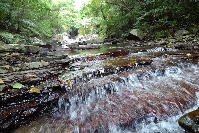Jungle River Trek: Private Tour in Yanbaru, North Okinawa - Participant Requirements and Restrictions