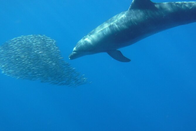 Kayak Route in Tenerife South: Review - Guide Feedback and Service Quality