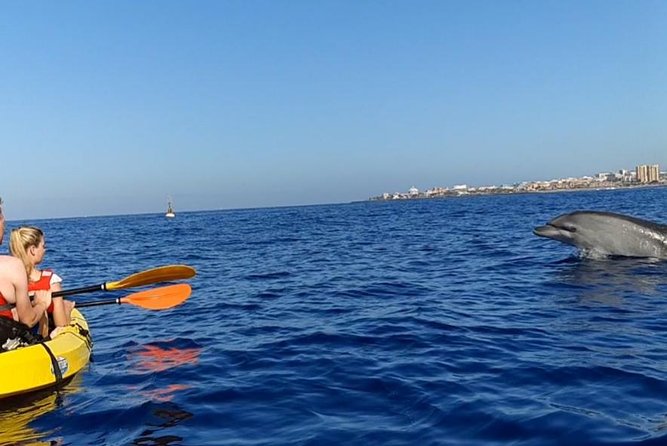 Kayak With Dolphin & Turtle Watching Private Tour - Inclusions
