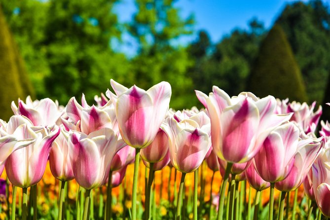 Keukenhof and Zaanse Schans Day Trip Review - Transportation and Logistics