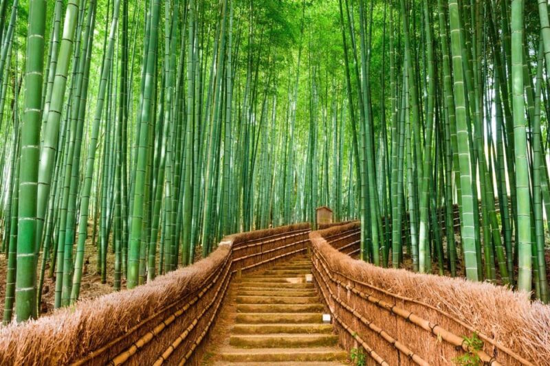 Kyoto/Osaka: Kyoto and Nara Customized Private Guided Tour - Transportation and Amenities