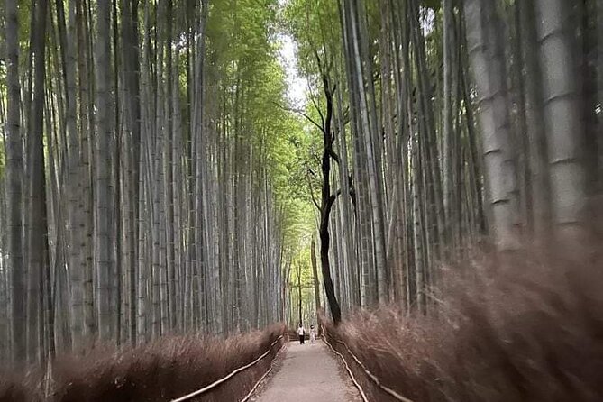 Kyoto Private Customizable Sightseeing Tour by Car-Up to 9 People - Customer Feedback