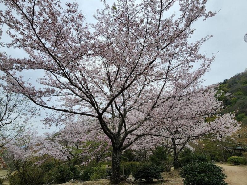 Kyoto Unveiled: Personalized Private Tour - Discovering the Temples and Gardens