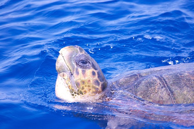 Lanzarote Sea Safari From Puerto Calero - Safety Considerations and Accessibility Information