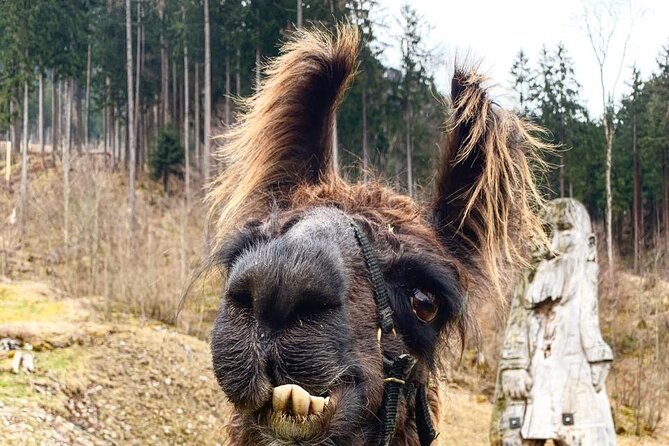 Llama Hike Through the Wonderful Liechtenstein Mountains - Refreshments and Relaxation