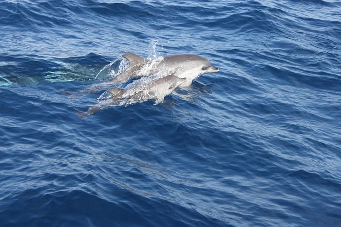 Lobos Island - the Dolphin Route - Boat Trip Inclusions and Amenities