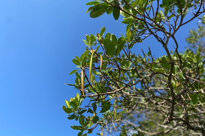 Mangrove SUP in Okinawa - Ratings and Reviews