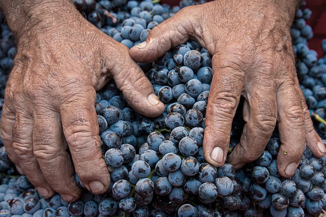 Montalcino: Brunello Wine Tasting Experience - Pairing Perfection: Wine and Food Harmony