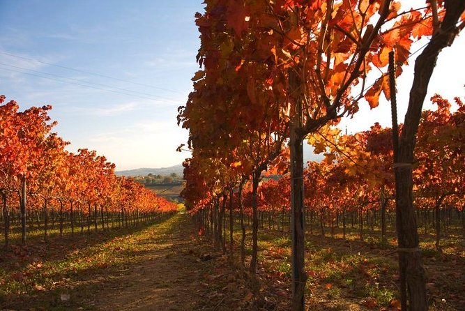 Montefalco: Winery and Oil Mill Tour in With Light Lunch - Getting to Montefalco
