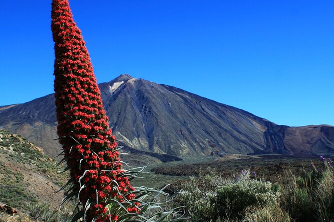 Mount Teide Quad Day Trip in Tenerife National Park - Booking Information