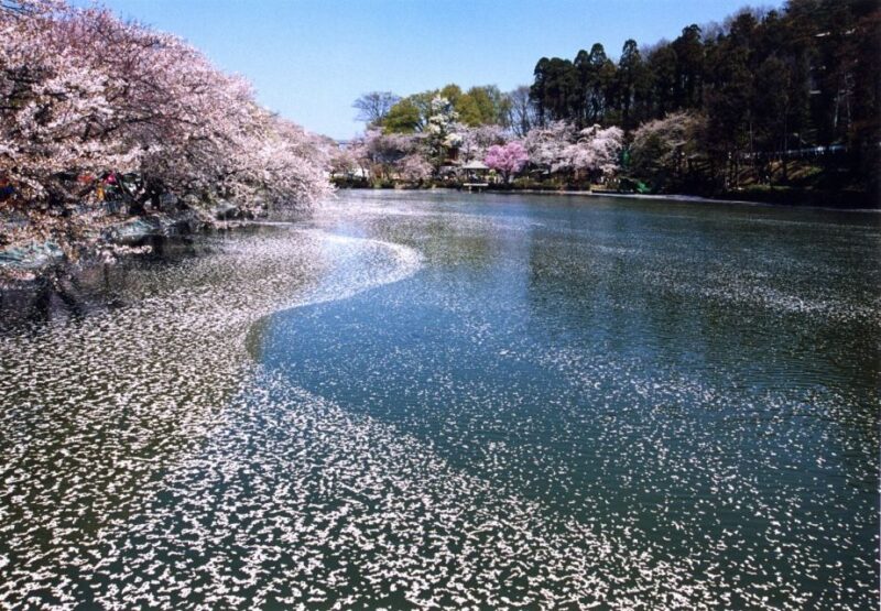 solol sakura 桜 NATURAL MOUNTAIN MONKEYS solol sakura 桜 NATURAL MOUNTAIN MONKEYS - メルカリ