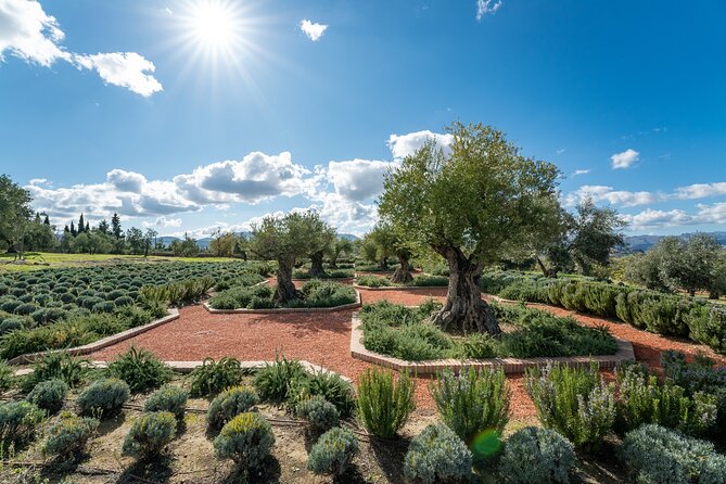 Oil Mill Museum and Olive Oil Tasting Review - Sampling the Country Menu Lunch