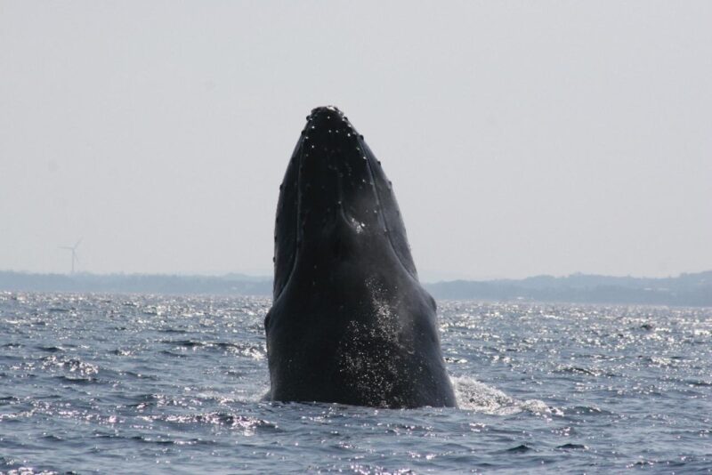 Okinawa: Kerama, Tokashiki Island and Whale Watching Tour - What to Expect on the Tour