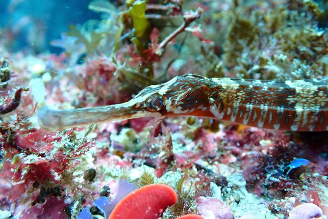 Open Water Diver Course in Arrabida Natural Park (Near Lisbon) - Additional Information