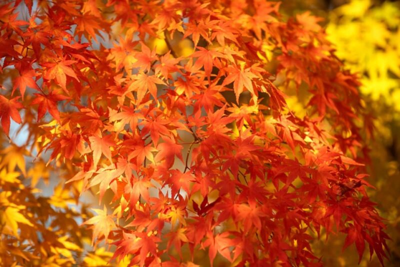 Osaka: Katsuo-ji Temple Autumn Leaves Guided Tour - Inclusions and Exclusions