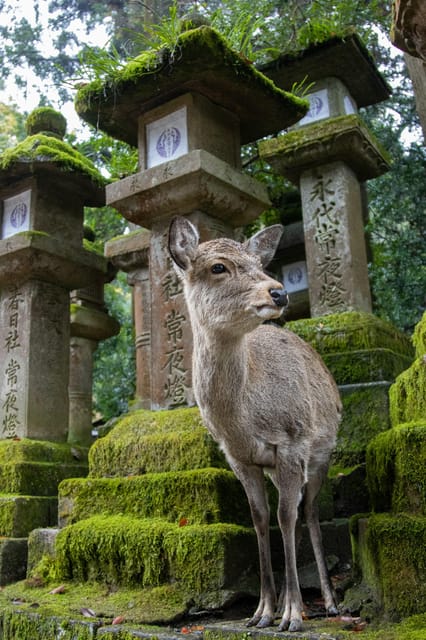 Osaka:Kyoto & Nara UNESCO World Heritage Sites Guided Tour - Discovering Fushimi Inari Shrine