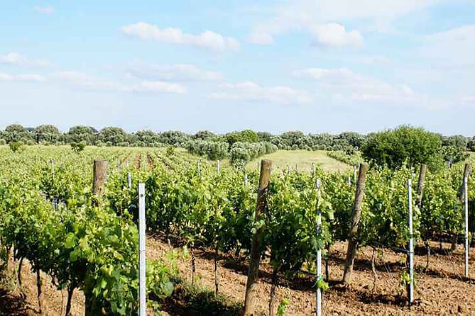 Primitivo and Negroamaro Wine Tour: a Visit to Two Wineries and Typical Lunch. From Lecce - Since You Asked