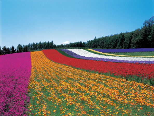 Private Car Tour of Furano and Biei in Hokkaido With Local Guide - Payment and Cancellation Policy