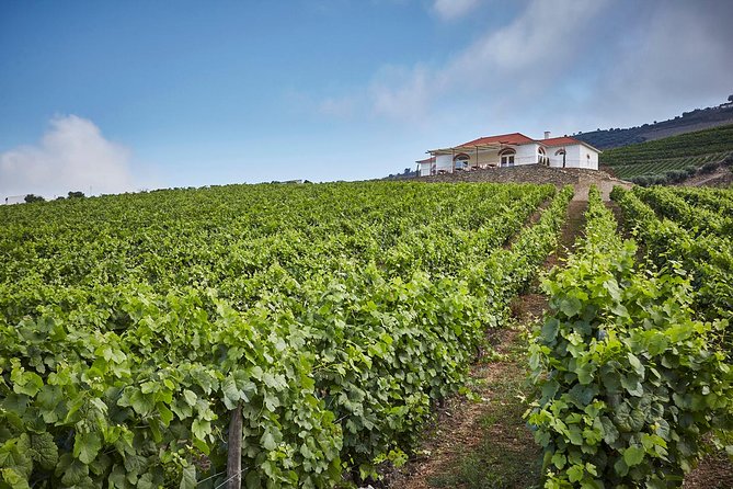 Private Douro Valley Visit to Three Vineyards With Lunch From Porto - Transportation and Logistics
