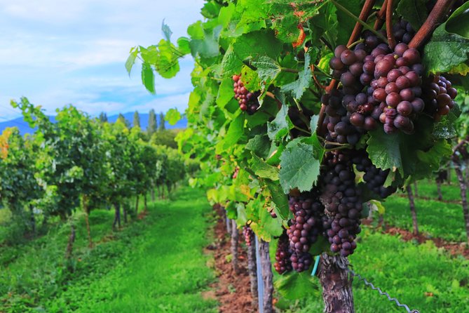 Private Half Day Wine Tasting Tour: Road of the Doges - Pricing and Booking Information