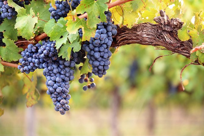 Private Montserrat Tour, Organic Winery & Authentic Local Lunch - Transportation Details: From Barcelona to Montserrat