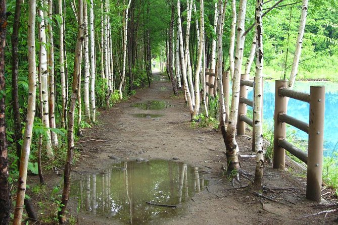 Private Tour: Full-Day Walking Tour With Professional Local Guide in Yakushima Island - Itinerary Highlights