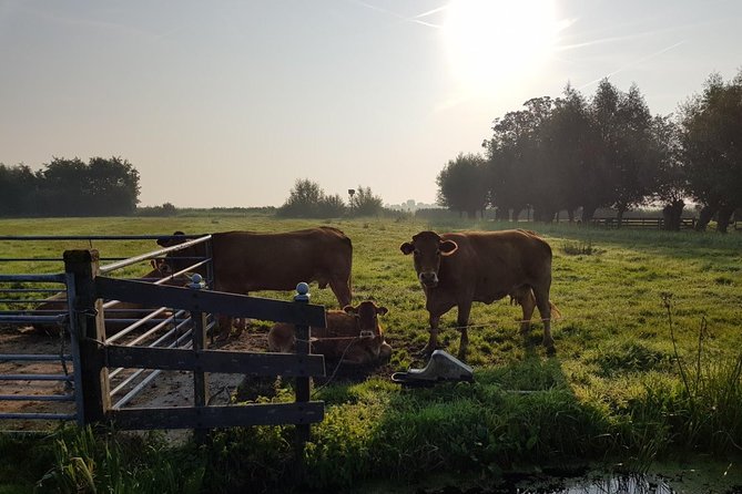 Private Tour to Zaanse Schans &Volendam: Cheese, Windmills, Clogs - The Art of Clog Making: A Traditional Craft
