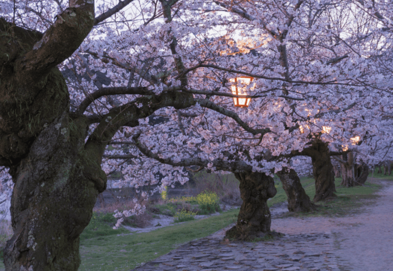 Private & Unique Hiroshima Cherry Blossom Sakura Experience - Hiroshima Peace Memorial Exploration