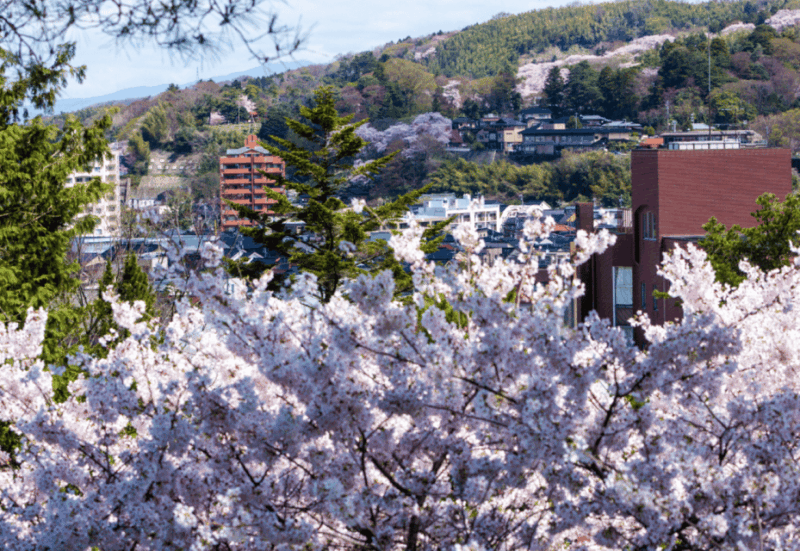 Private & Unique Kanazawa Cherry Blossom Sakura Experience - Discovering Kenrokuen Gardens Hidden Gems