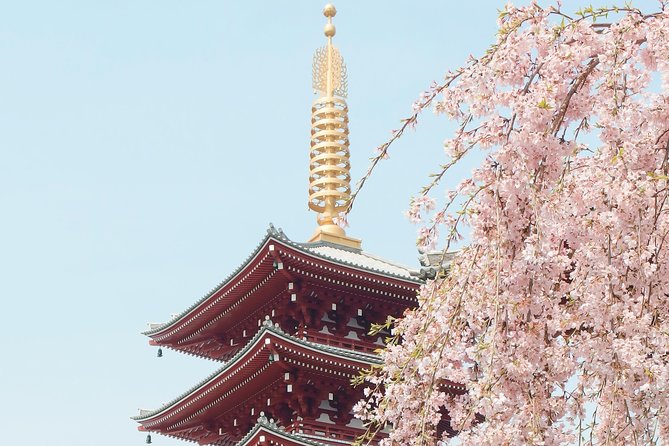 Private & Unique Kyoto Cherry Blossom Sakura Experience - Personalized Exploration With a Local Guide