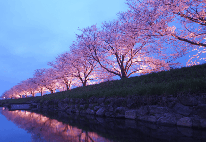 Private & Unique Nagasaki Cherry Blossom Sakura Experience - Accessibility and Group Size