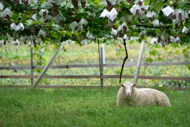 Private Wine Tasting Tour in Yamanashi Prefecture - Highlights of the Tour