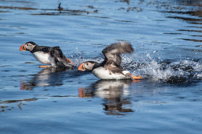 Puffin Cruise With Expert Tour Guide Review - Custom-Designed Boat for Puffin Viewing