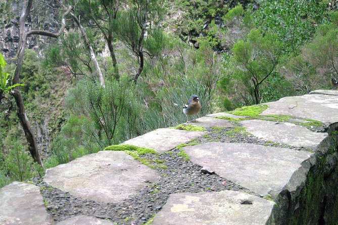 Rabaçal - Risk - 25 Springs Levada Walk - Physical Requirements and Accessibility