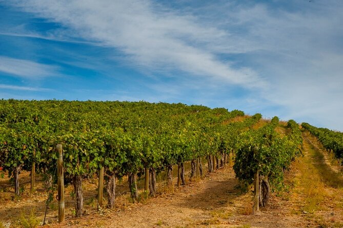 Rhodes Wine & Food Tour Review: A Culinary Delight - Accessibility and Suitability for Participants