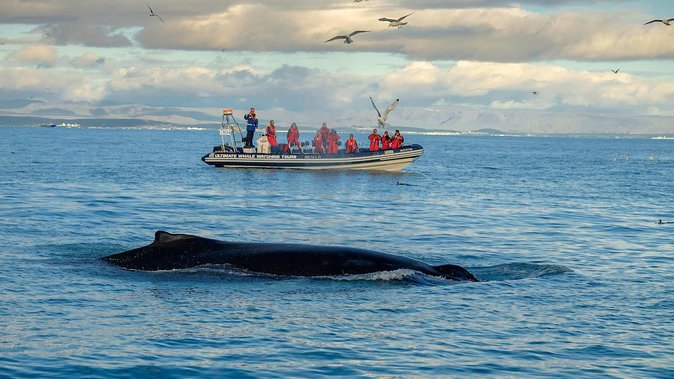 RIB Whale Watching Small-Group Boat Tour From Reykjavik - Customer Reviews and Feedback