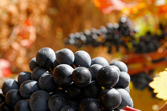Rioja Wine Region With Visit to Winery & Vitoria-Gasreiz - What to Expect From the Guided Tour Experience