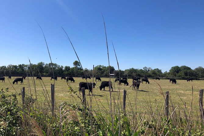 Safari 4x4 Camargue 2 Hours - Saintes Maries De La Mer - Private Tour - Traveler Reviews and Ratings