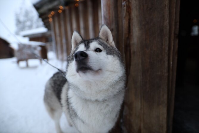 Santa Claus Village, Husky and Reindeers Combo Safari - Feedback From Previous Participants