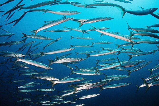 Scuba Diving Baptism and Snorkeling Review - Reflecting on the Snorkeling Experience