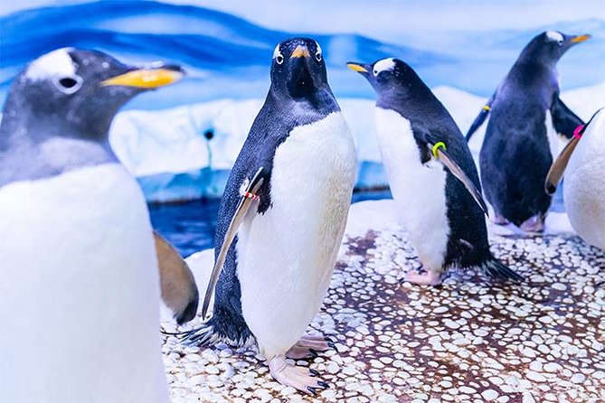 SEA LIFE London Aquarium Admission Ticket - Accessibility and Transportation Options