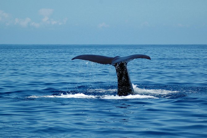 Seaborn Catamaran Trips Review: Adventure Awaits - Traveler Feedback and Ratings